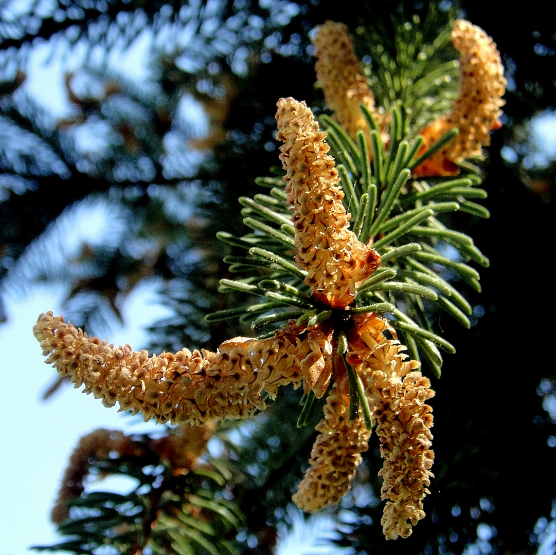 Epicéa... fleurs mâles... photo et image | fleurs, arbres, epiceas ...
