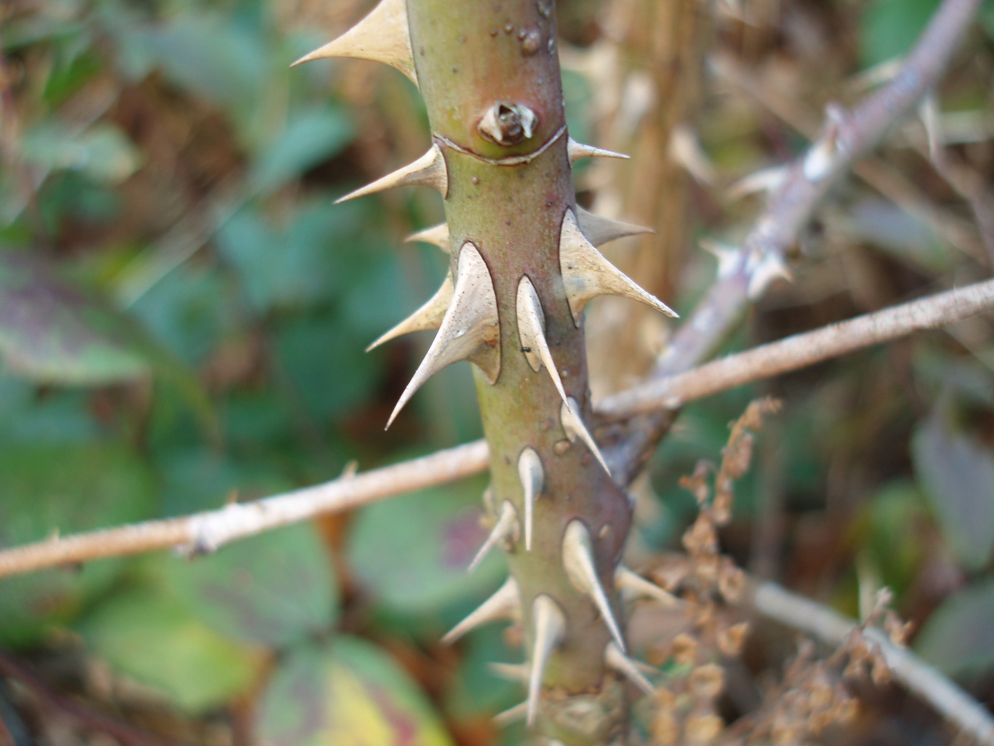 Epines photo et image | plantes, champignons & lichens, nature Images ...