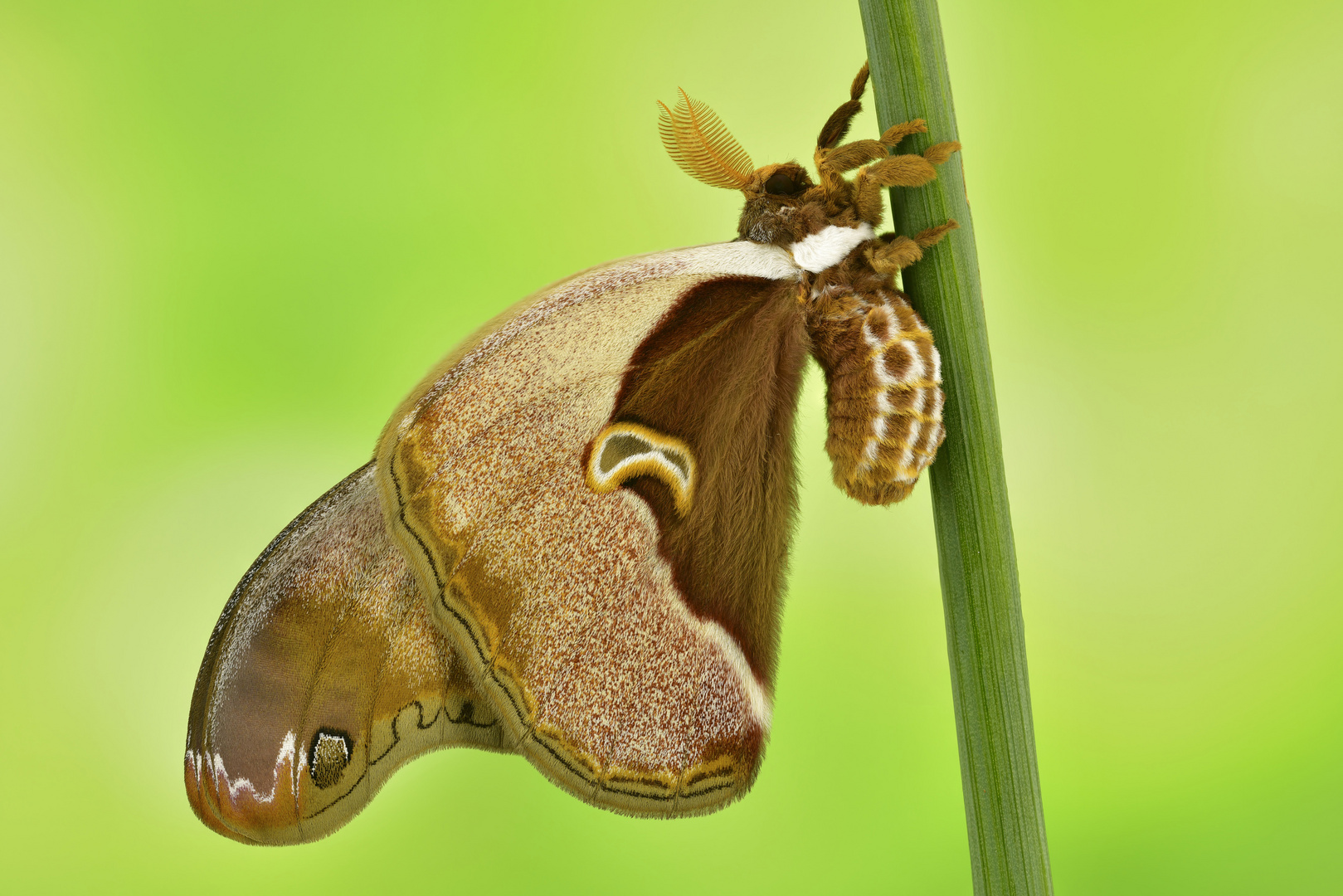 Epiphora intermedia Foto & Bild | tiere, haustiere, terraristik Bilder ...