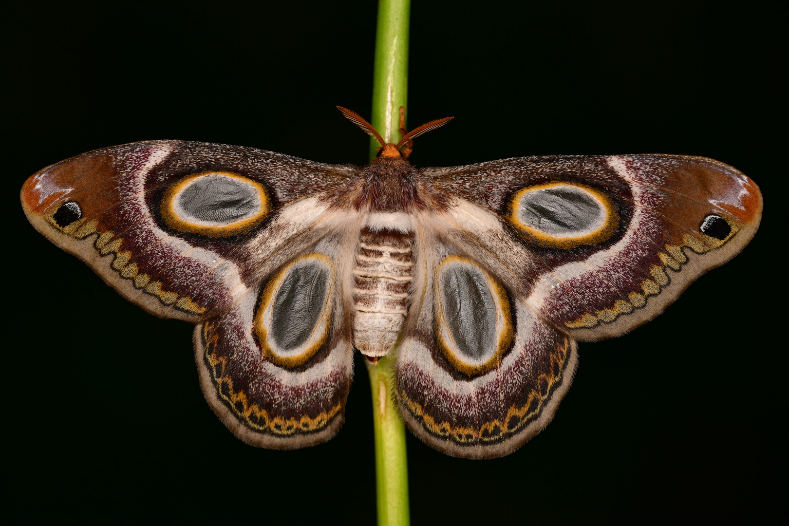Epiphora mythimnia #2 Foto & Bild | tiere, haustiere, natur-makros ...