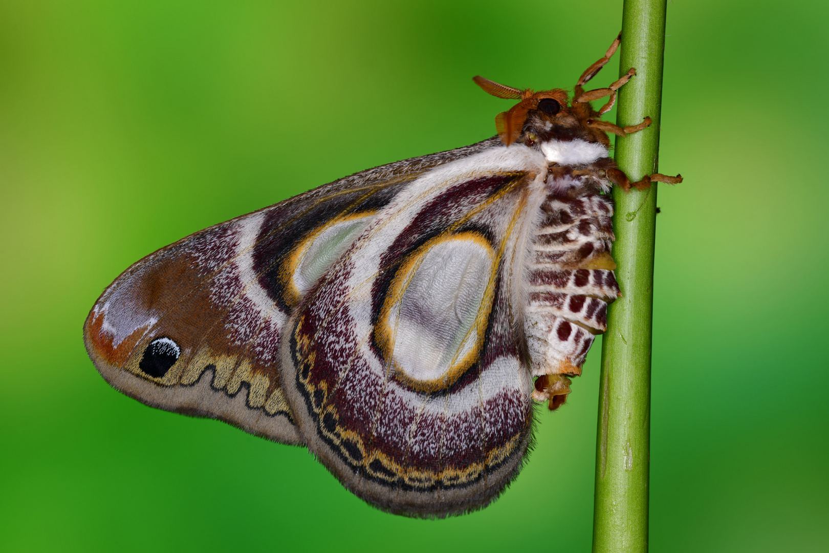 Epiphora mythimnia Foto & Bild | tiere, wildlife, schmetterlinge Bilder ...