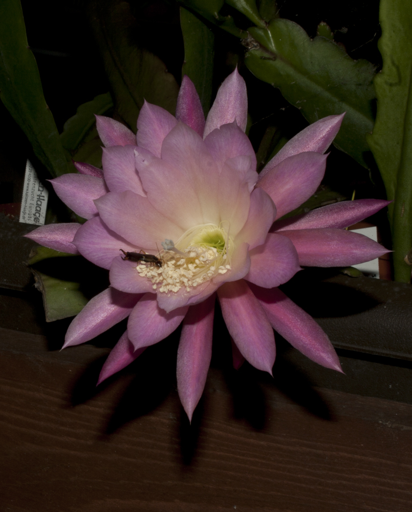 Epiphyllum Butterfly Love - Bild & Foto von Peter L. Bgst aus FLOWER POWER - Fotografie ...