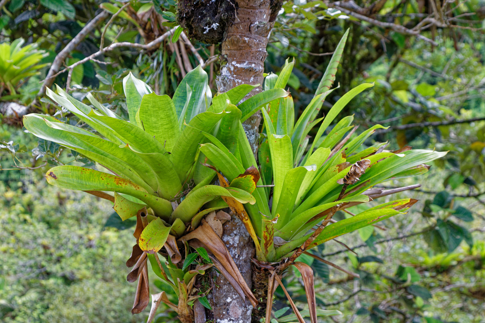 Epiphyten_1 Foto & Bild | north america, central america, costa rica ...