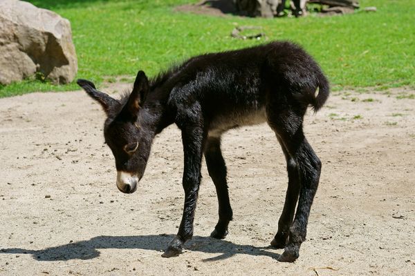Tierkinder Bilder & Fotos