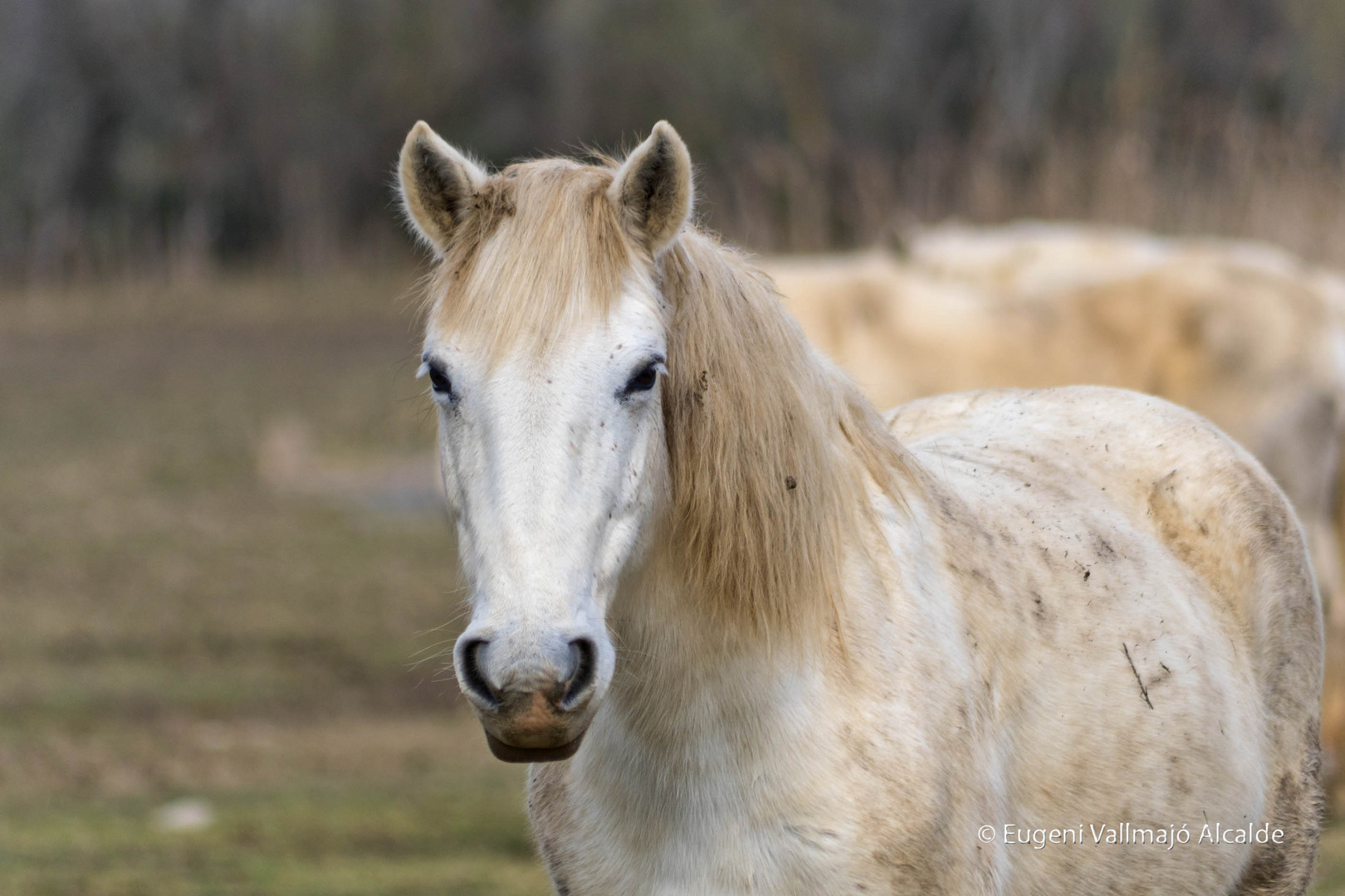 Equus ferus caballus Imagen & Foto | animales, animales domésticos ...