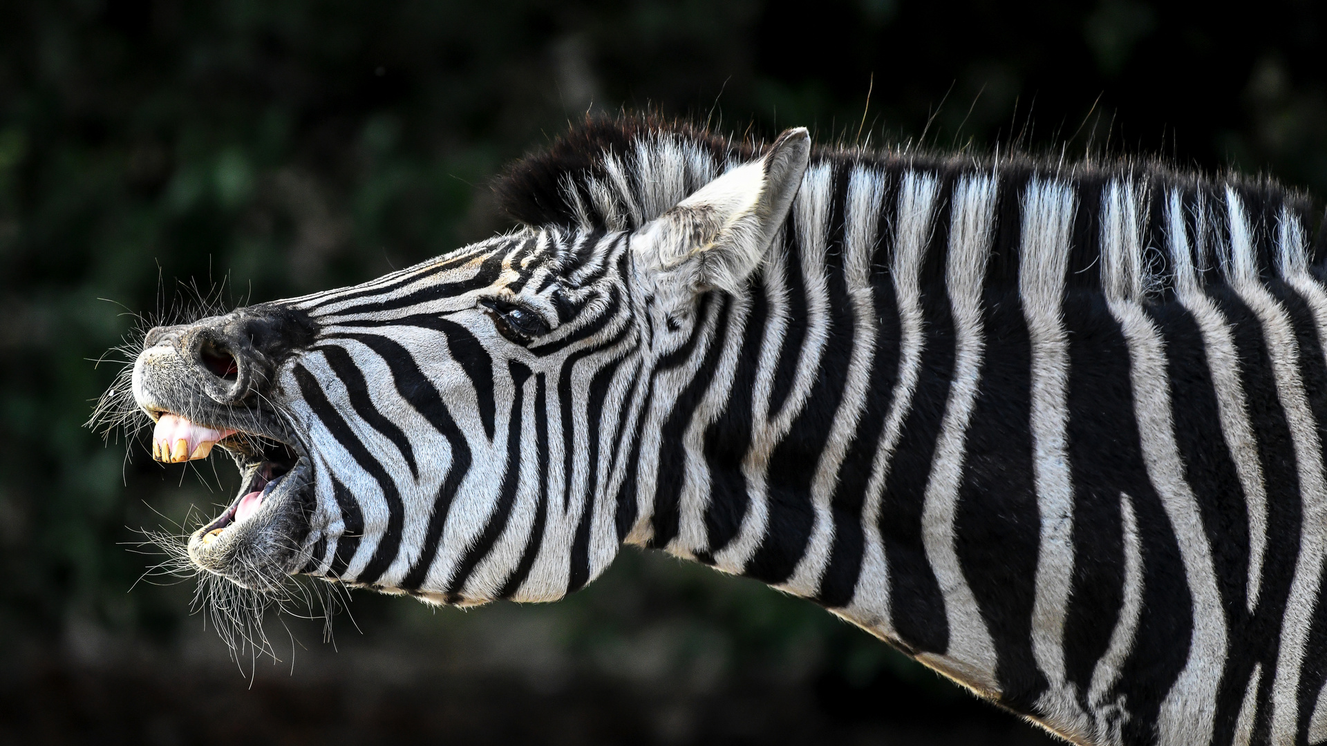 Equus quagga Foto & Bild | tiere, zoo, wildpark & falknerei, säugetiere ...