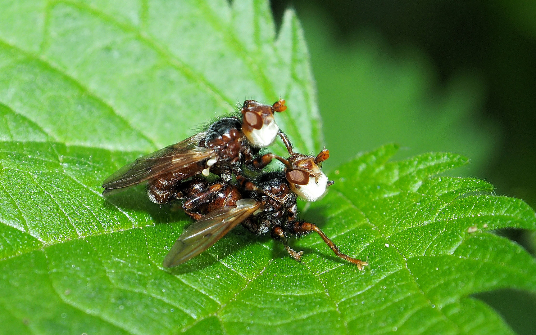 Er betupft ihren Kopf mit dem Rüssel Foto & Bild | fotos, makro, natur ...