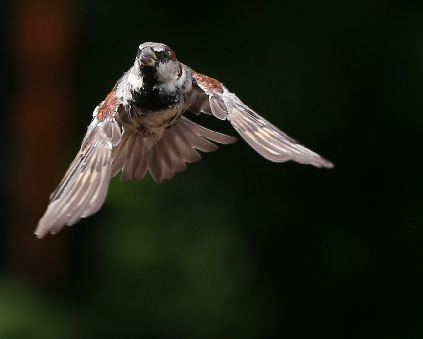 Er flog da so rum Foto & Bild | tiere, wildlife, wild lebende vögel ...