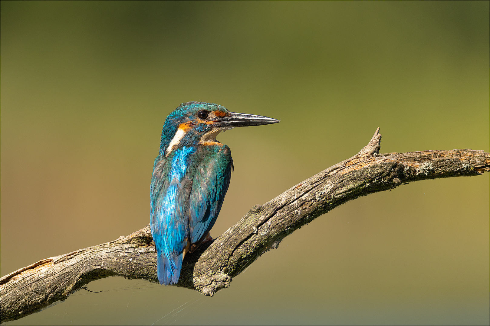 Er hat brav stillgehalten! Foto & Bild | tiere, wildlife, wild lebende ...