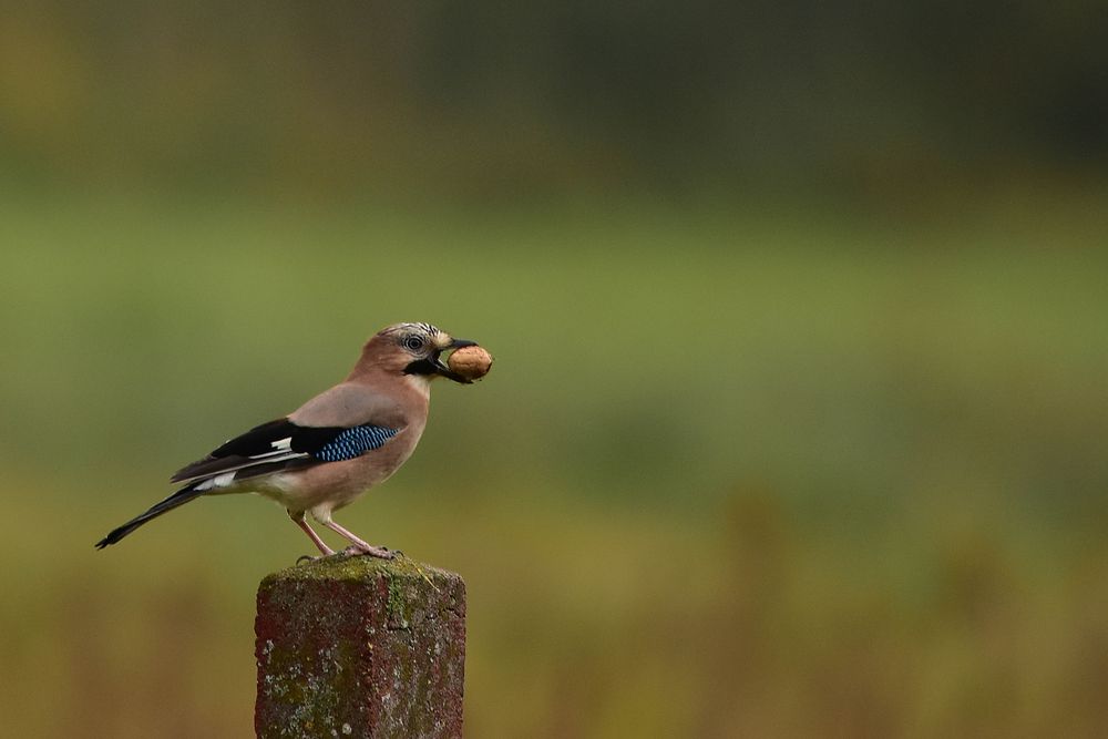 Er hat die Nuss Foto & Bild | tiere, wildlife, wild lebende vögel ...