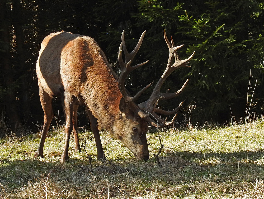 Er hat noch sein Geweih... Foto & Bild | natur, wild, rothirsch Bilder ...