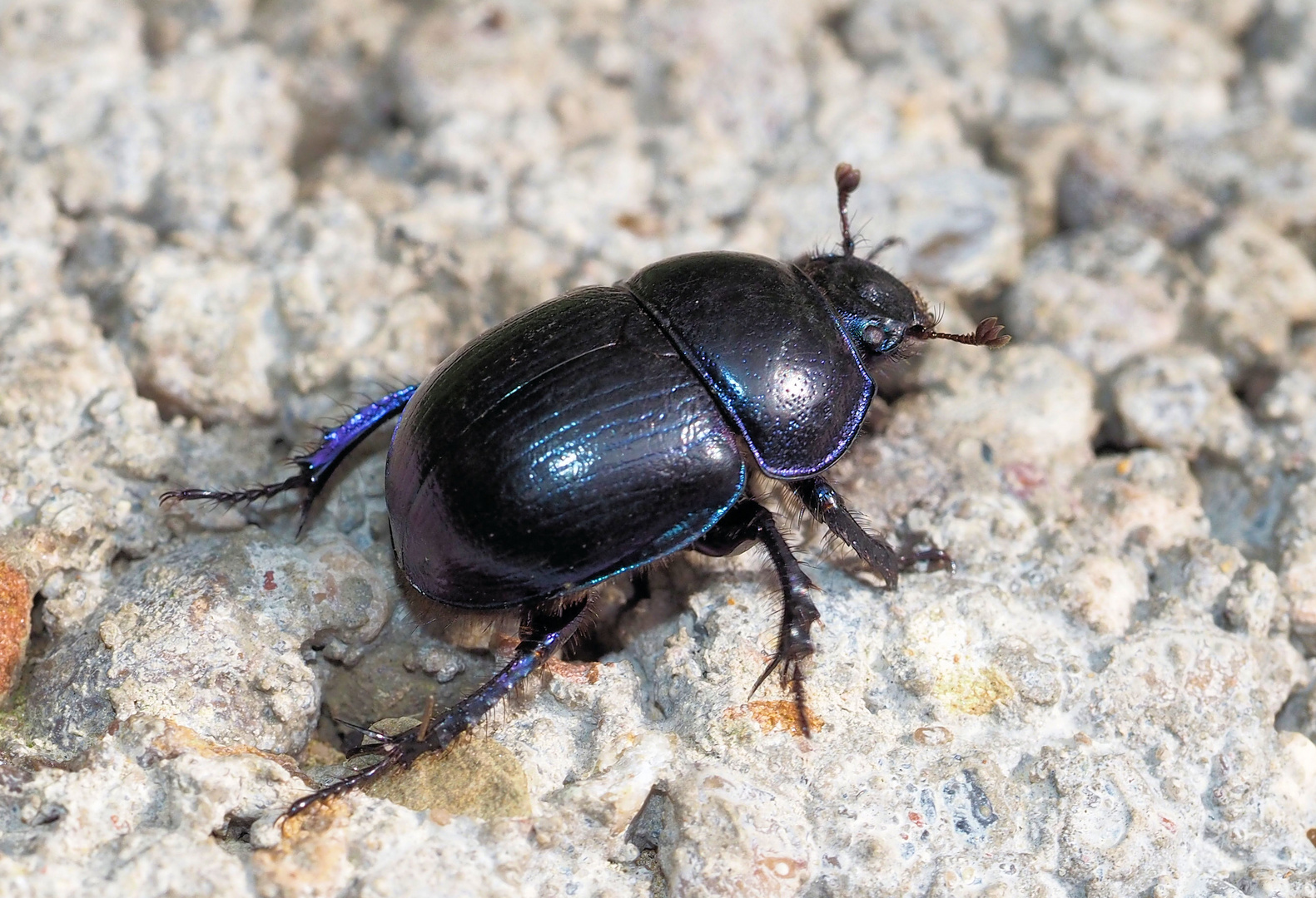 Er hatte es sehr eilig ... Foto & Bild | fotos, natur, tier Bilder auf ...