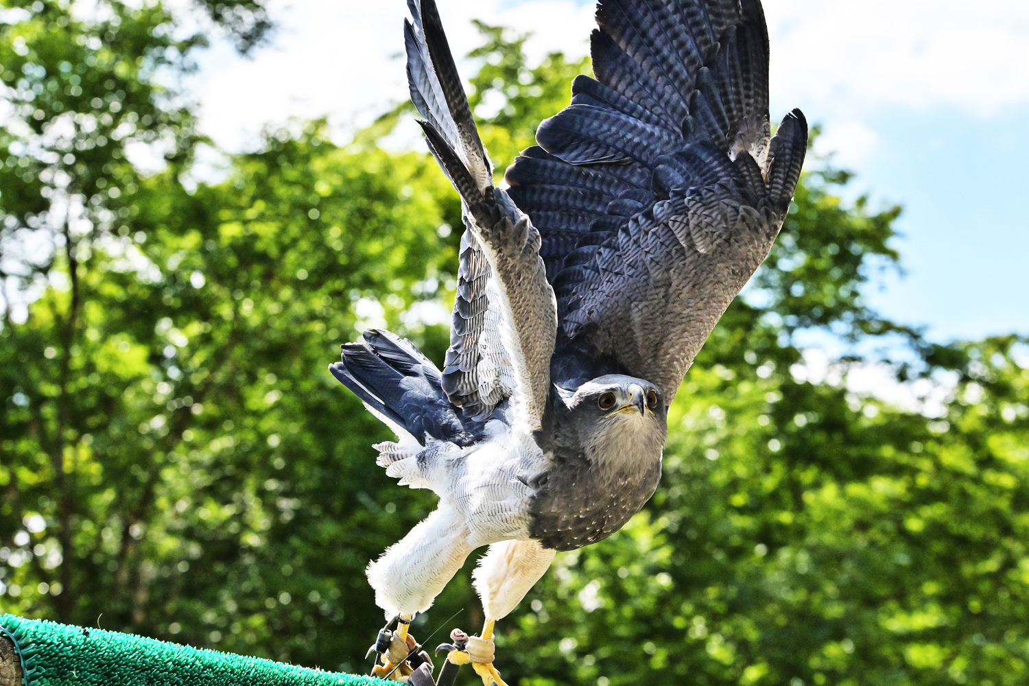 Er heißt Zisko - Son nom est Zisko Foto & Bild | natur, zoo, tiere ...