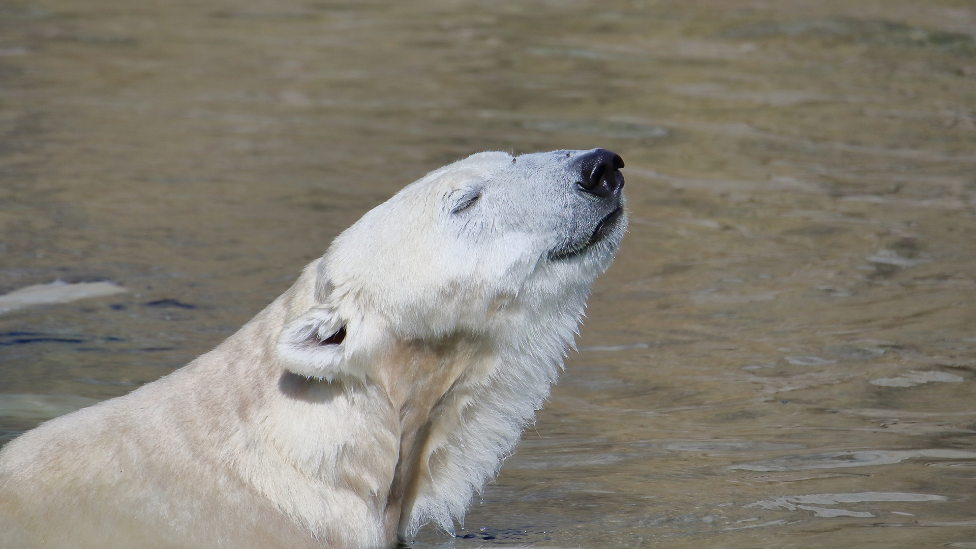 Er ist ganz entspannt wenn er seine heißgelaufenen Tatzen kühlt Foto ...