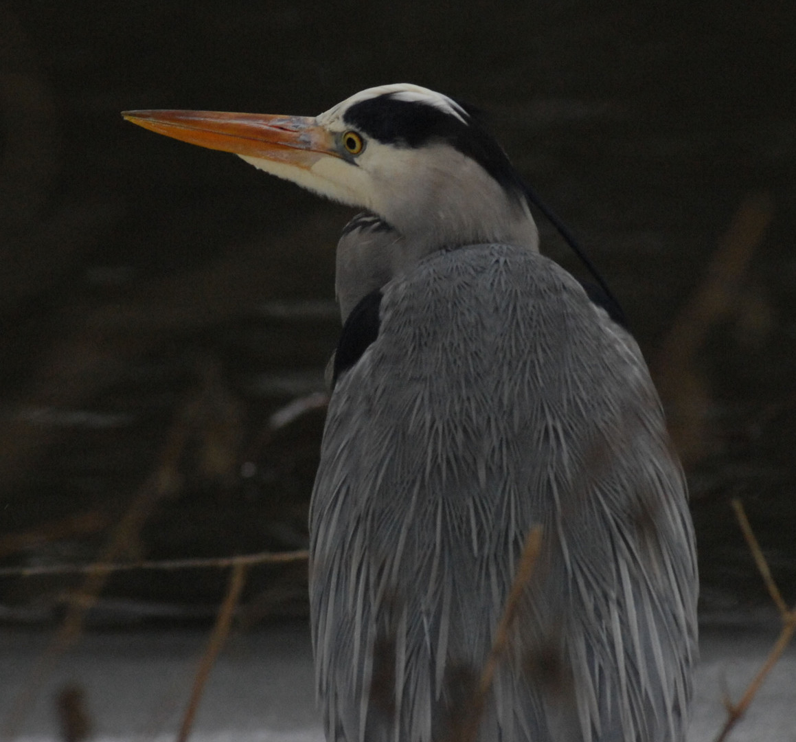 ER ist immer sehr neugierig! Foto & Bild | tiere, wildlife, wild ...