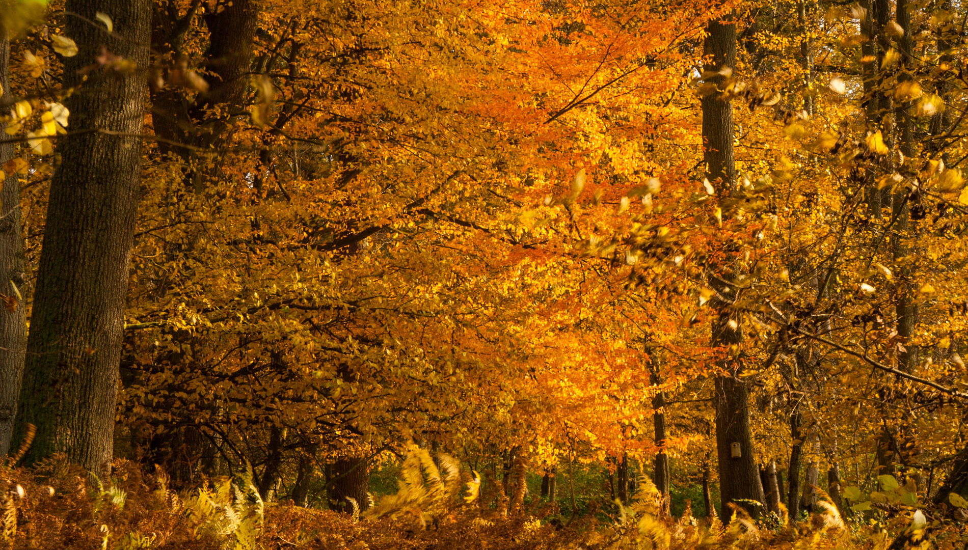 Er kommt, der Goldene Oktober - il vient, l`octobre en or Foto & Bild ...