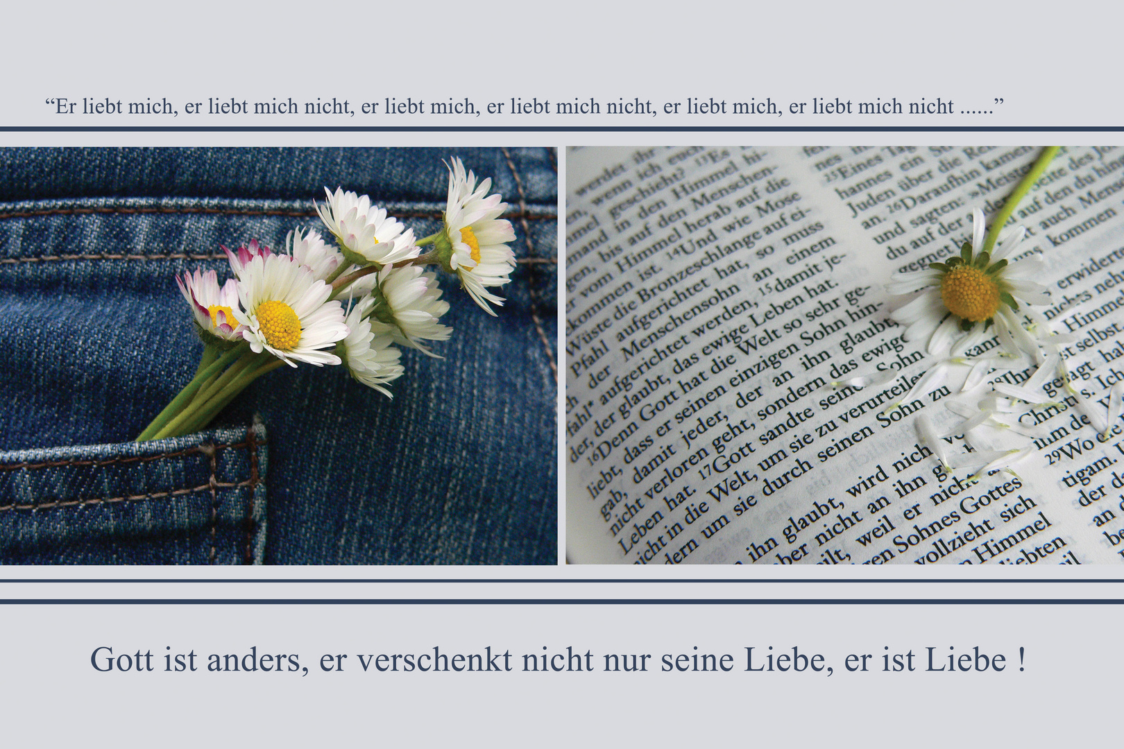 Er liebt mich Foto & Bild | pflanzen, pilze & flechten, blüten- & kleinpflanzen, gänseblümchen ...