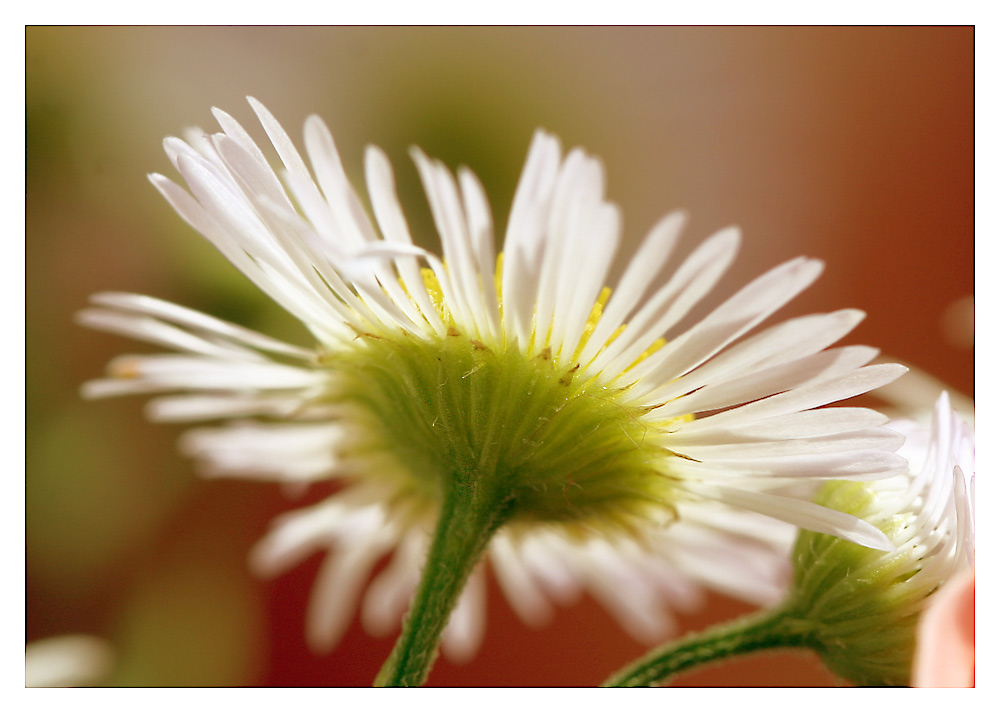 ...er liebt mich, er liebt mich nicht... Foto & Bild | karten und kalender, dankeschön, spezial ...