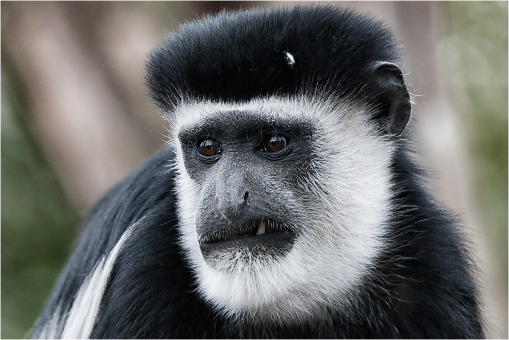 Er macht eine gute Figur..... Foto & Bild | tiere, zoo, wildpark & falknerei, säugetiere Bilder ...