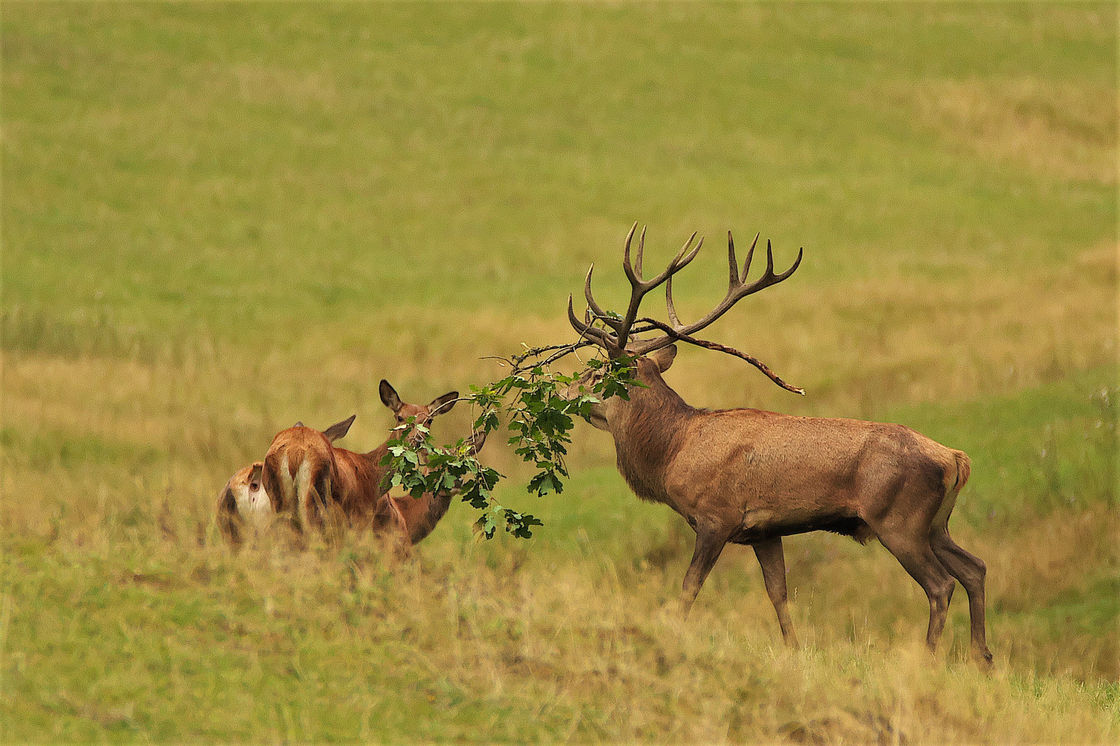 Er macht sich groß und stark / Bild 3 Foto & Bild | natur, tiere ...
