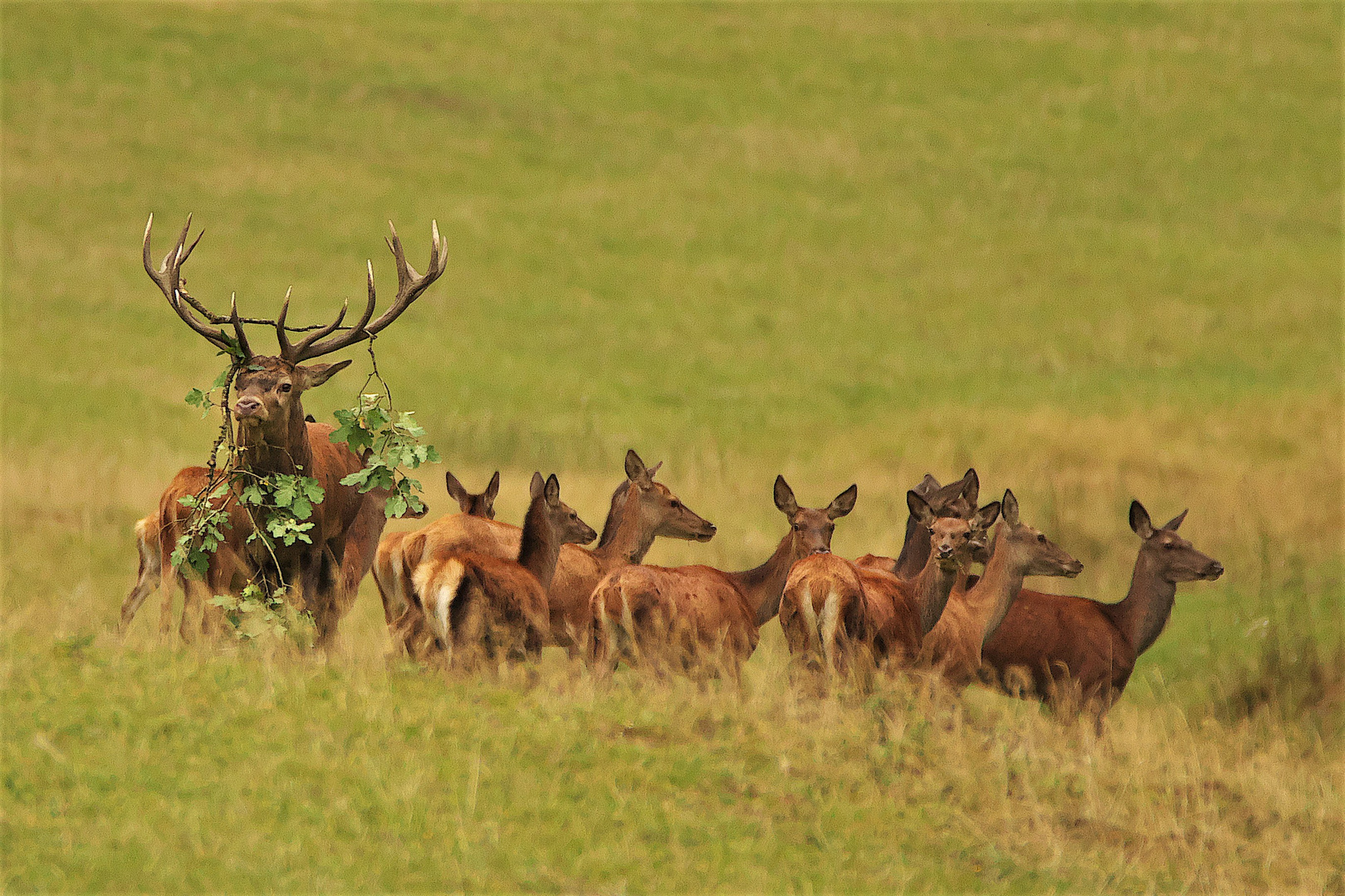 Er macht sich groß und stark / Bild 4 Foto & Bild | natur, tiere ...