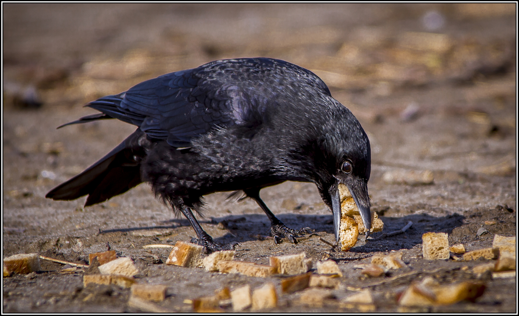 ..er nimmt das Maul.. ganz schön voll.. Foto & Bild | tiere, wildlife ...