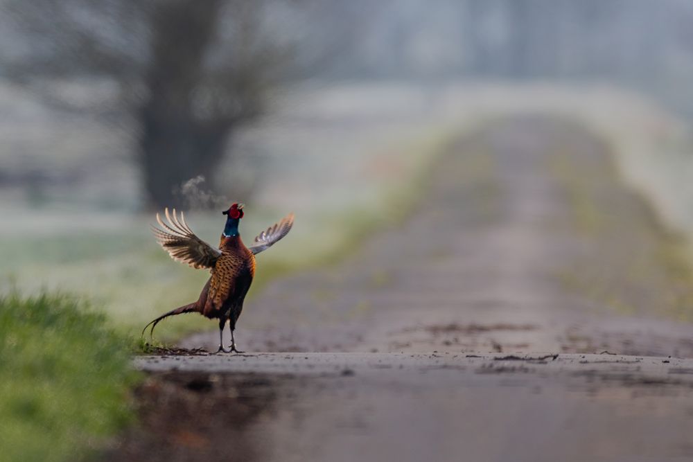 Er qualmt Foto & Bild | kalt, sonne, wiese Bilder auf fotocommunity