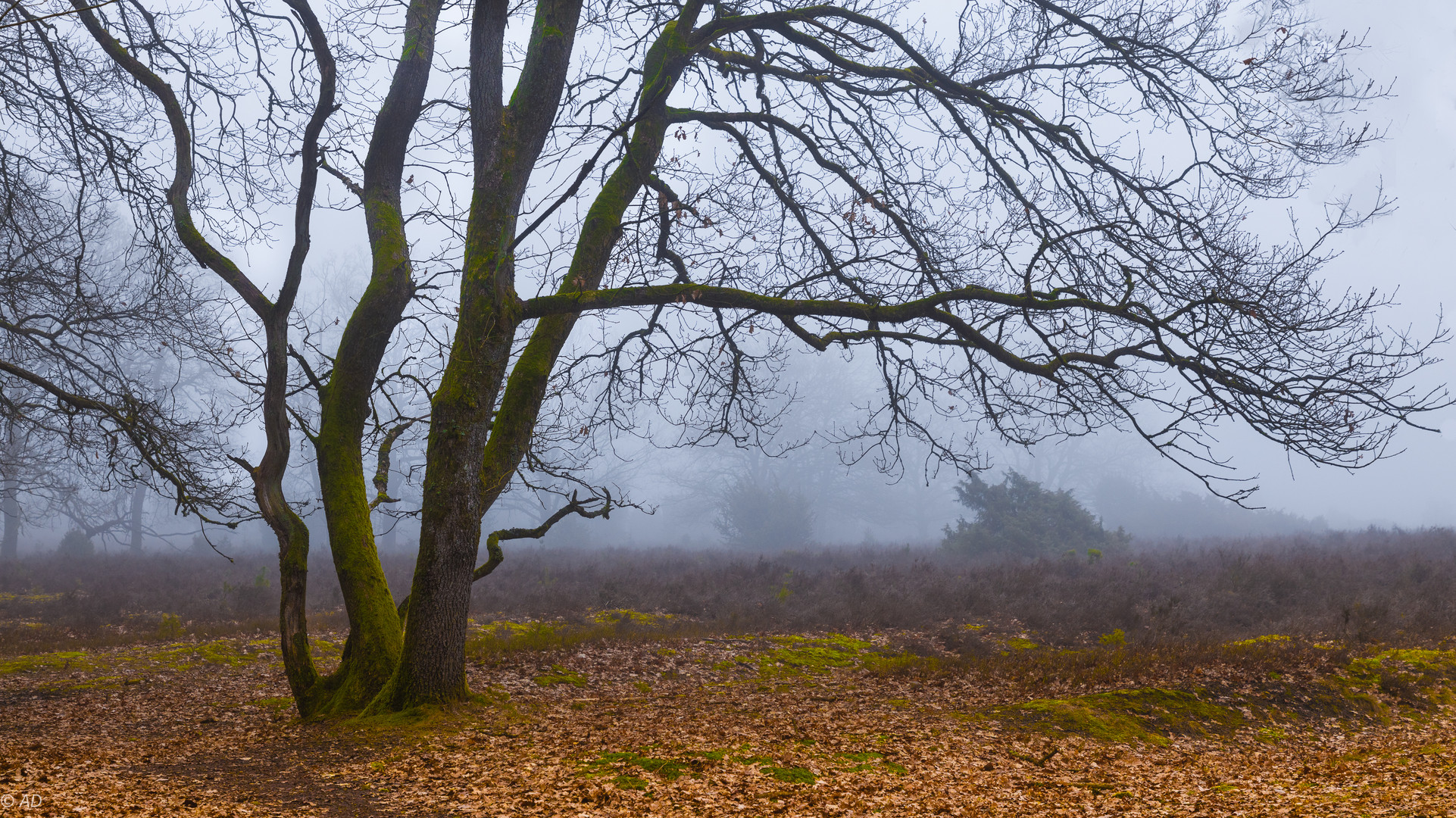 Er reckt die Arme Foto & Bild | landschaft, heide, bäume Bilder auf ...