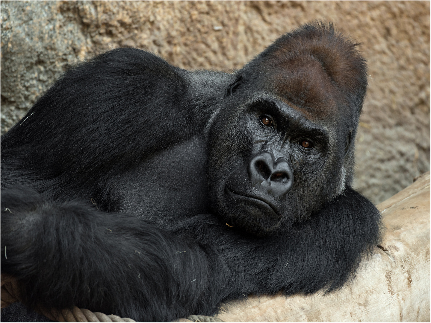 Er schaut nicht sehr erfreut aus..... Foto & Bild | nature, natur ...