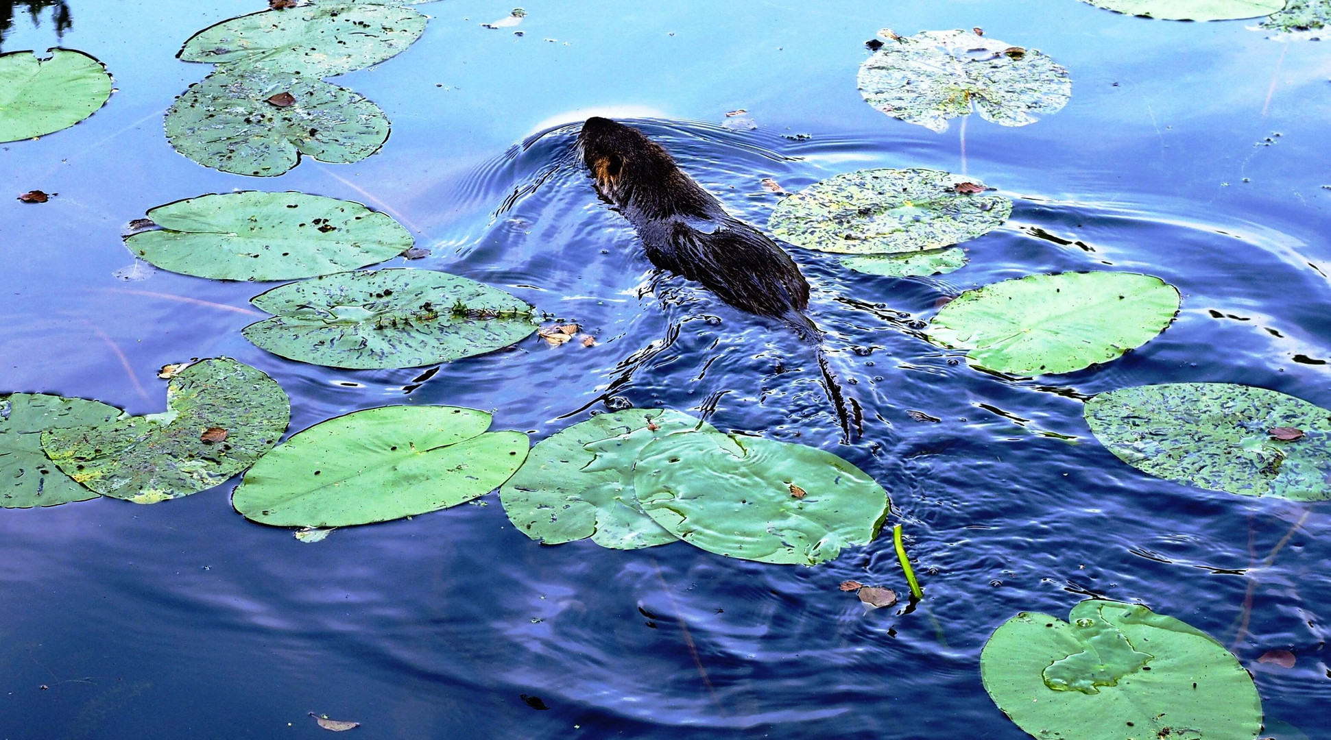Er schwimmt dahin Foto & Bild | tiere, wildlife, säugetiere Bilder auf ...