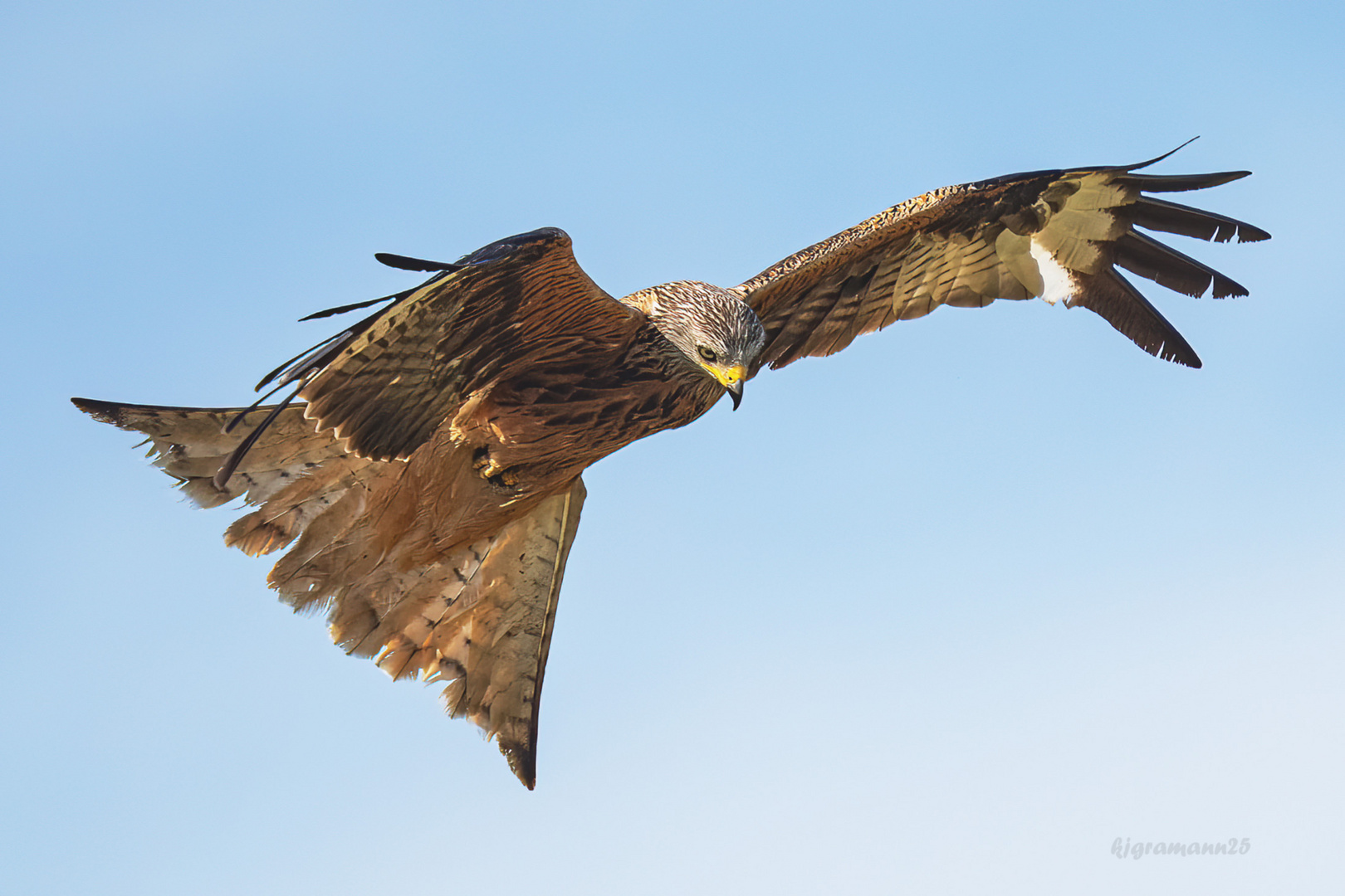 er sieht alles .... Foto & Bild | natur, landschaft, tiere Bilder auf ...