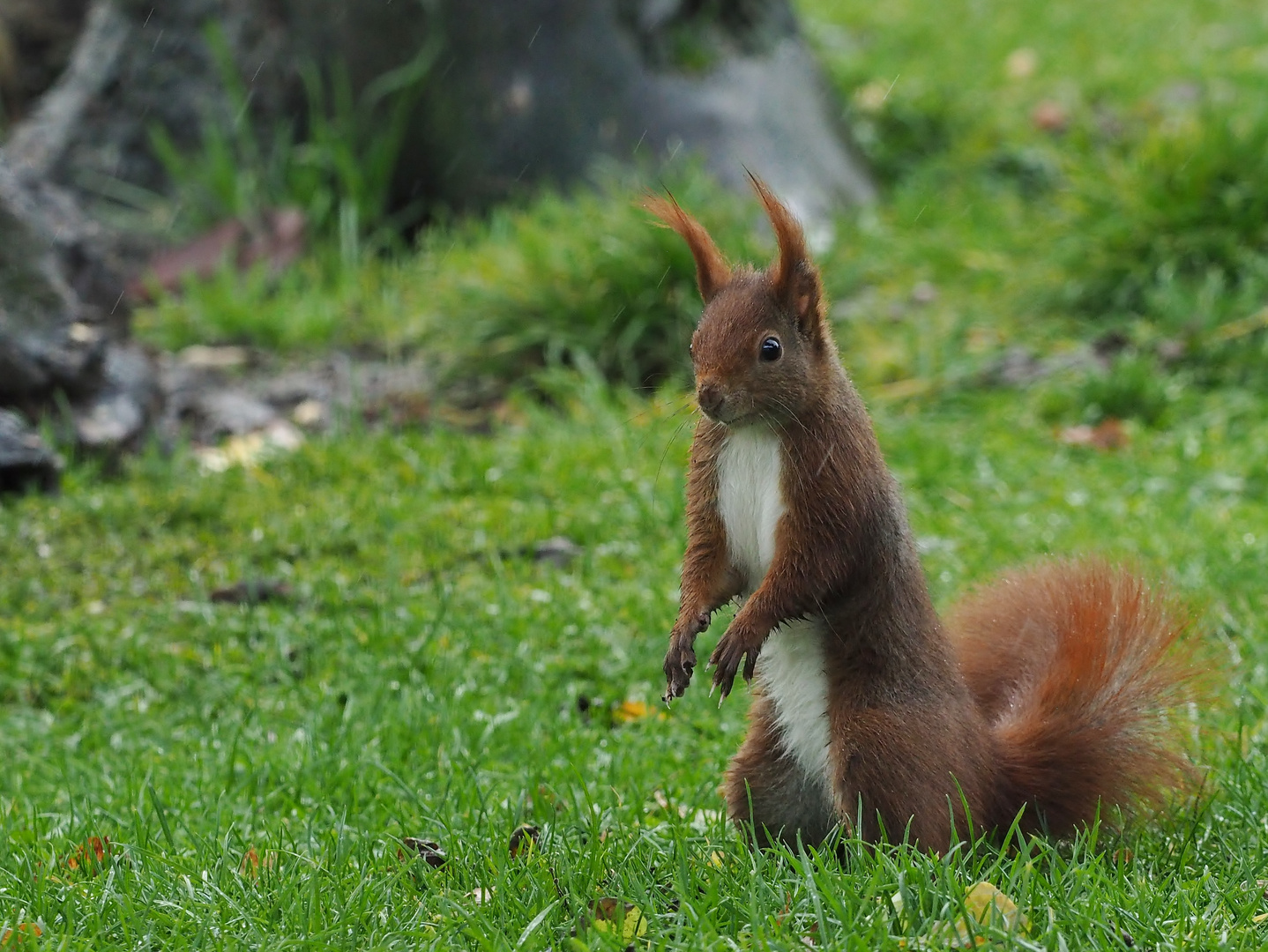 Er sieht aus.... Foto & Bild | tiere, wildlife, säugetiere Bilder auf ...