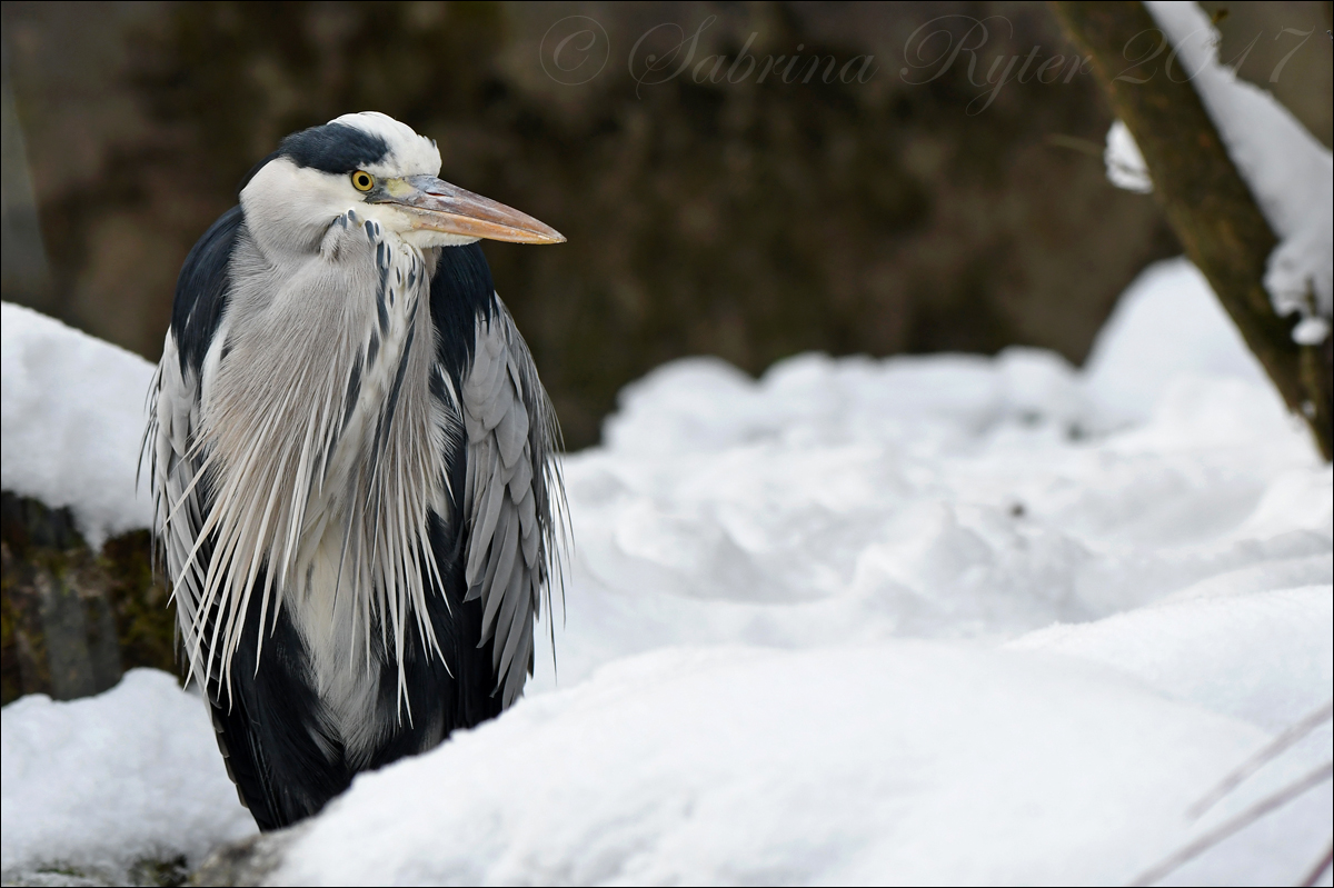 Er wartet... Foto & Bild | tiere, wildlife, wild lebende vögel Bilder ...