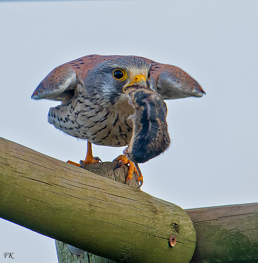 ! Er wollte mir Unbedingt seine Beute zeigen ? Foto & Bild | tiere ...