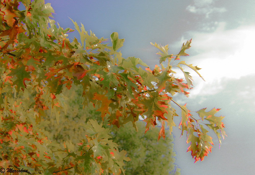 Erable photo et image | arbres, nature Images fotocommunity