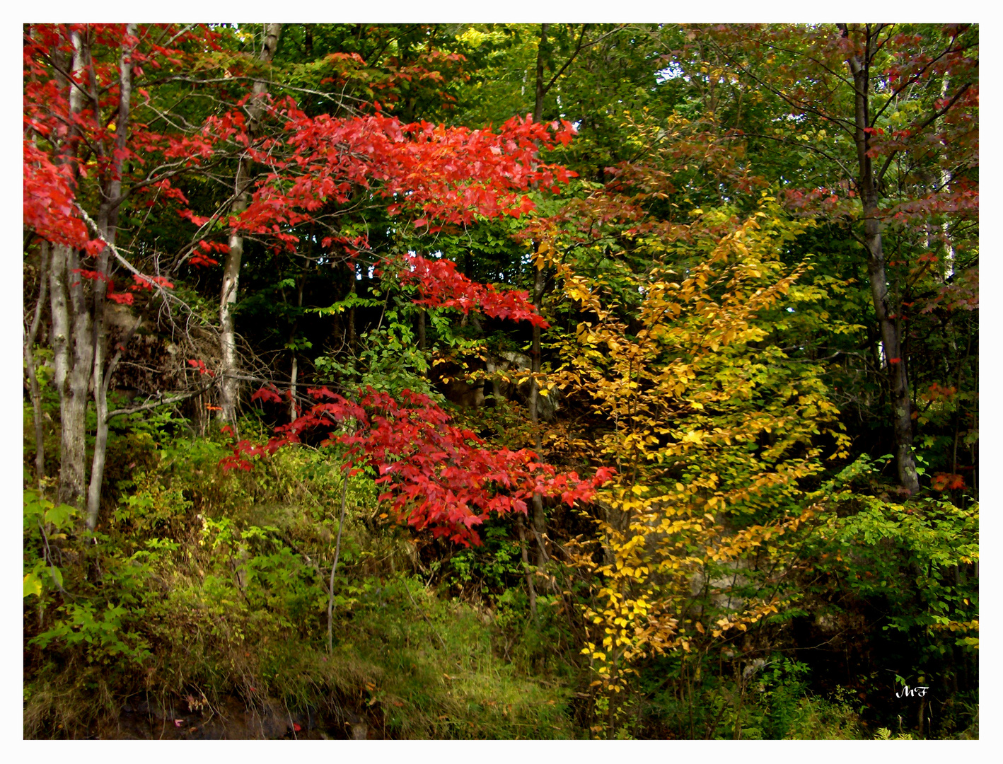 Erables en automne au Québec photo et image | arbres, canada - québec ...