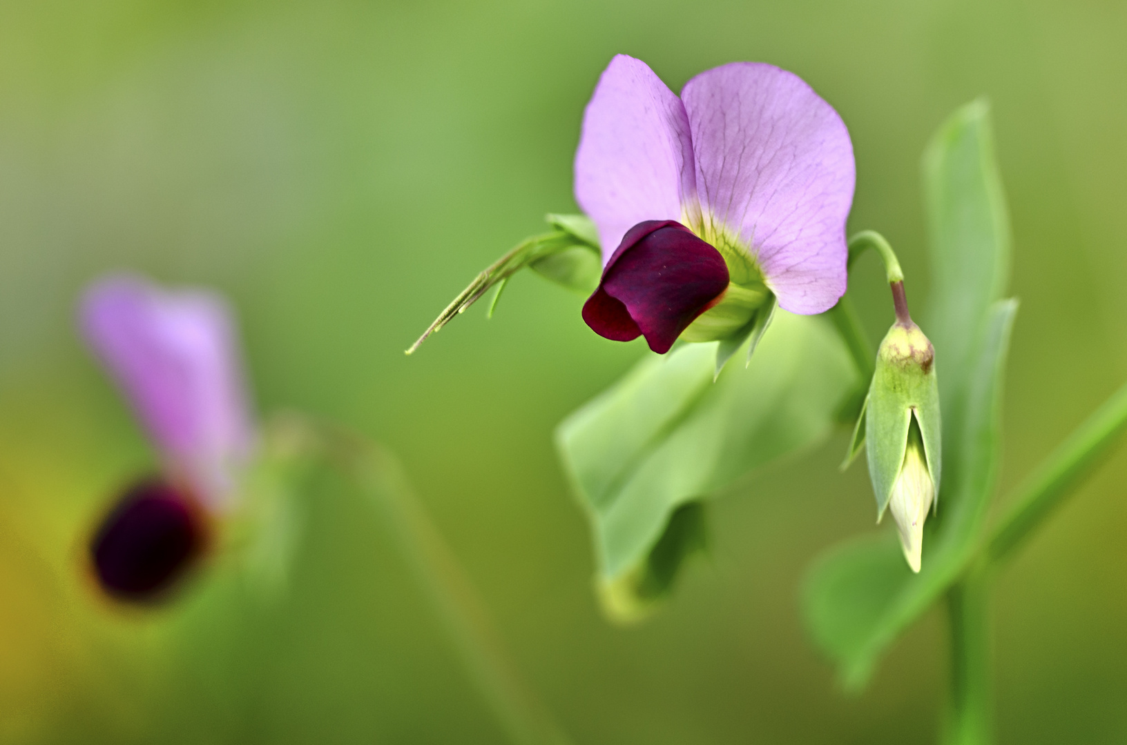 Erbse (Pisum sativum) Foto & Bild | pflanzen, pilze & flechten, blüten ...