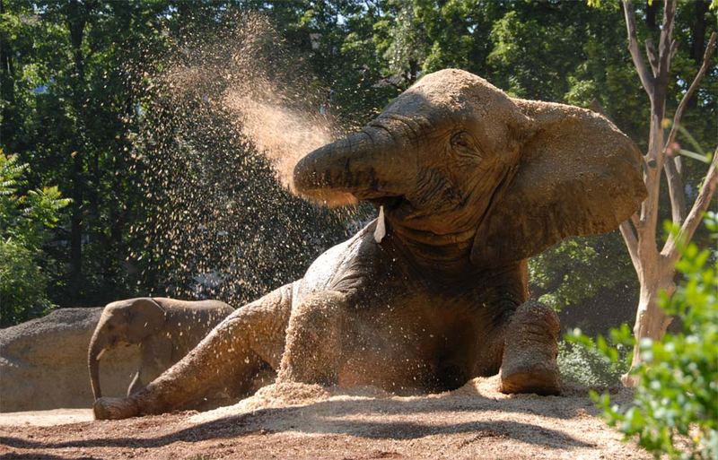 (Erd-)Dusche gefällig Foto & Bild | tiere, zoo, wildpark & falknerei ...