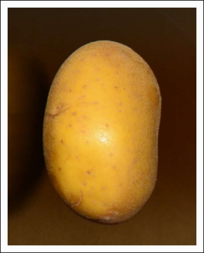 Erdapfel Foto & Bild | natur, pflanzen, motive Bilder auf fotocommunity