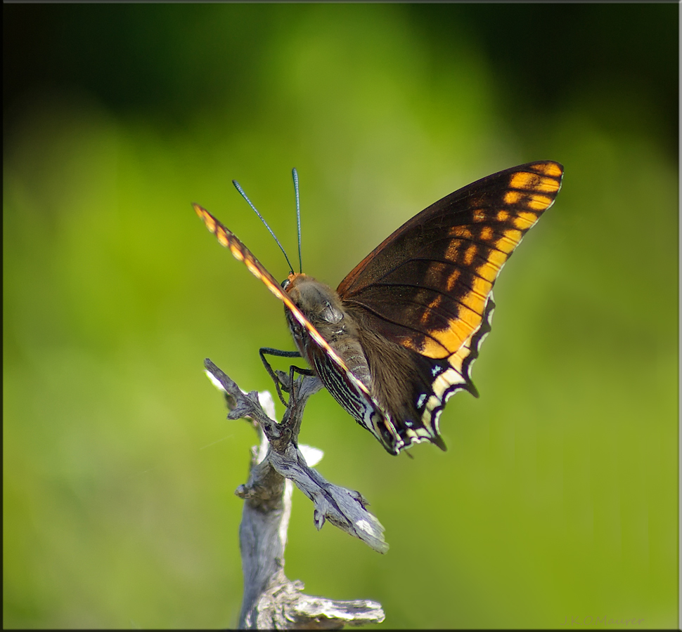 ErdbeerBaum-Falter Foto & Bild | natur, insekten, tiere Bilder auf ...
