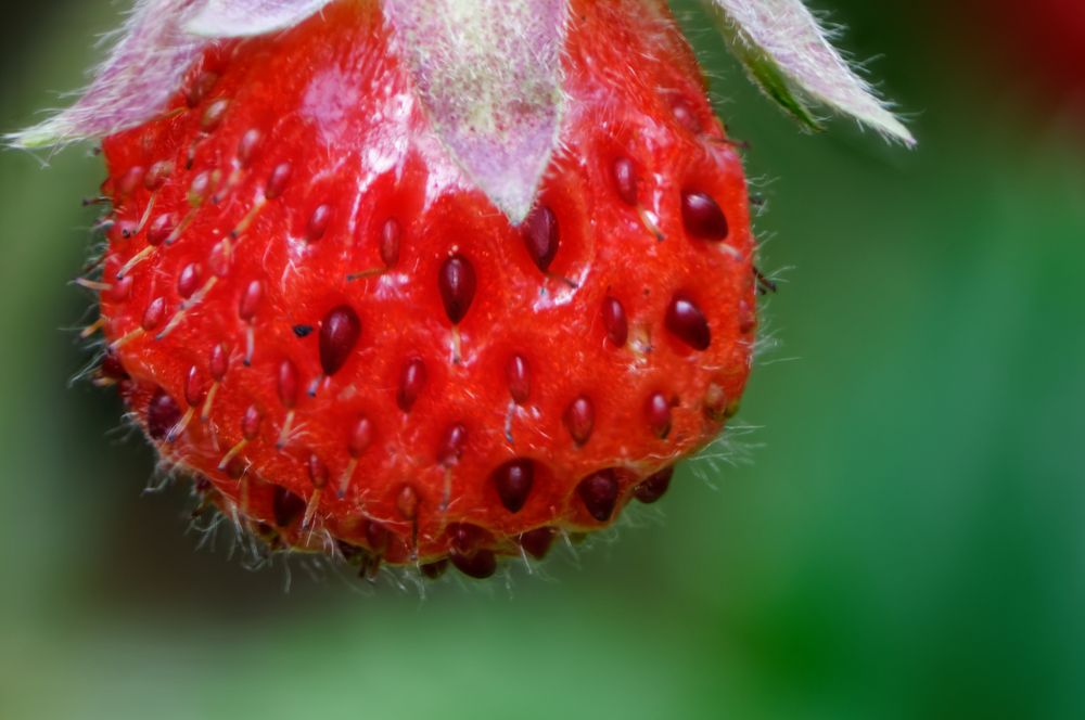 Erdbeere Foto & Bild | pflanzen, pilze & flechten, natur-makros ...