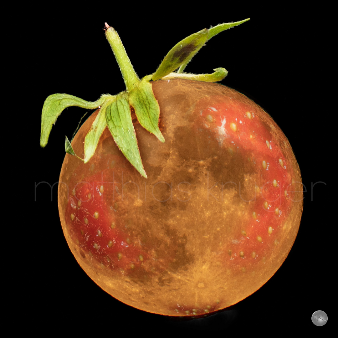 Erdbeermond vom 15.Juni 2022 Foto & Bild | pflanzen, pilze & flechten ... Erdbeermond vom 15.Juni 2022 Foto & Bild | pflanzen, pilze & flechten ...