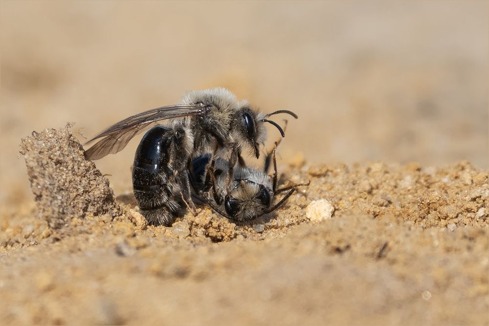 Erdbienen Foto & Bild | tiere, wildlife, insekten Bilder auf fotocommunity