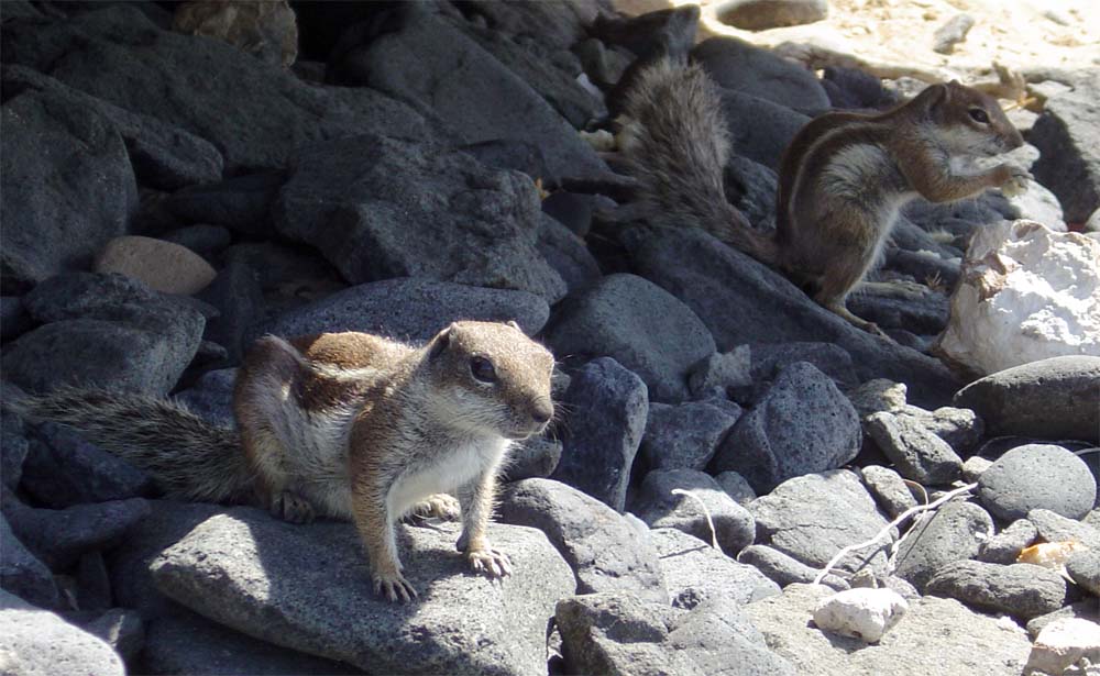 Erdhörnchen? Foto & Bild | tiere, wildlife, säugetiere Bilder auf ...