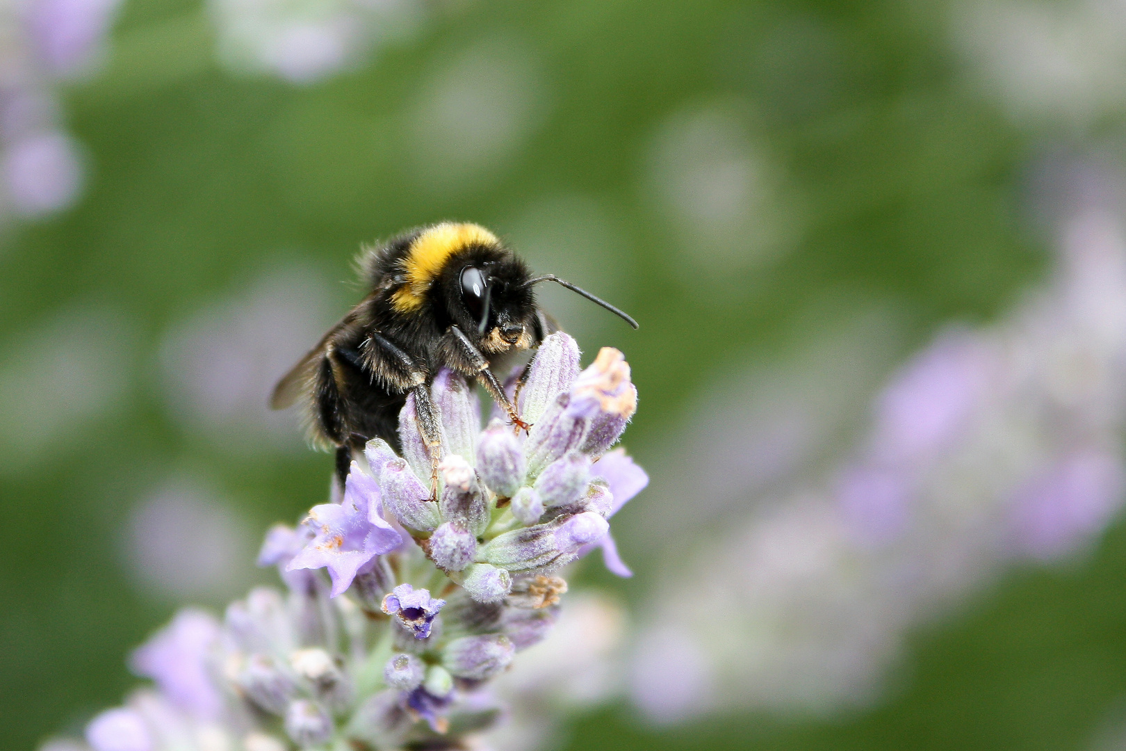 Erdhummel (Bombus cryptarum) Foto & Bild | insekten Bilder auf ...