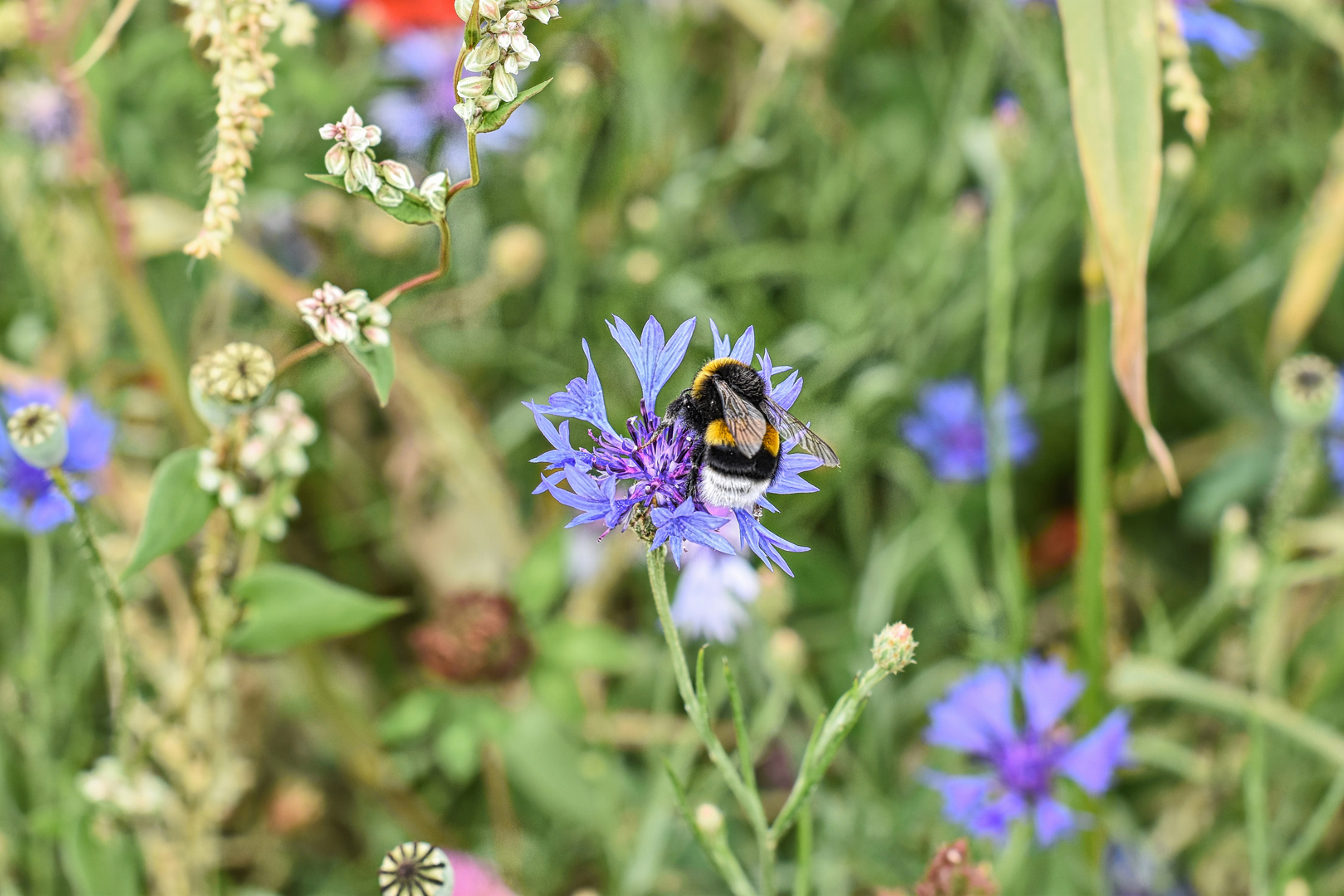 Erdhummel & das Bett im Kornfeld Foto & Bild | spezial, natur, landschaft Bilder auf fotocommunity