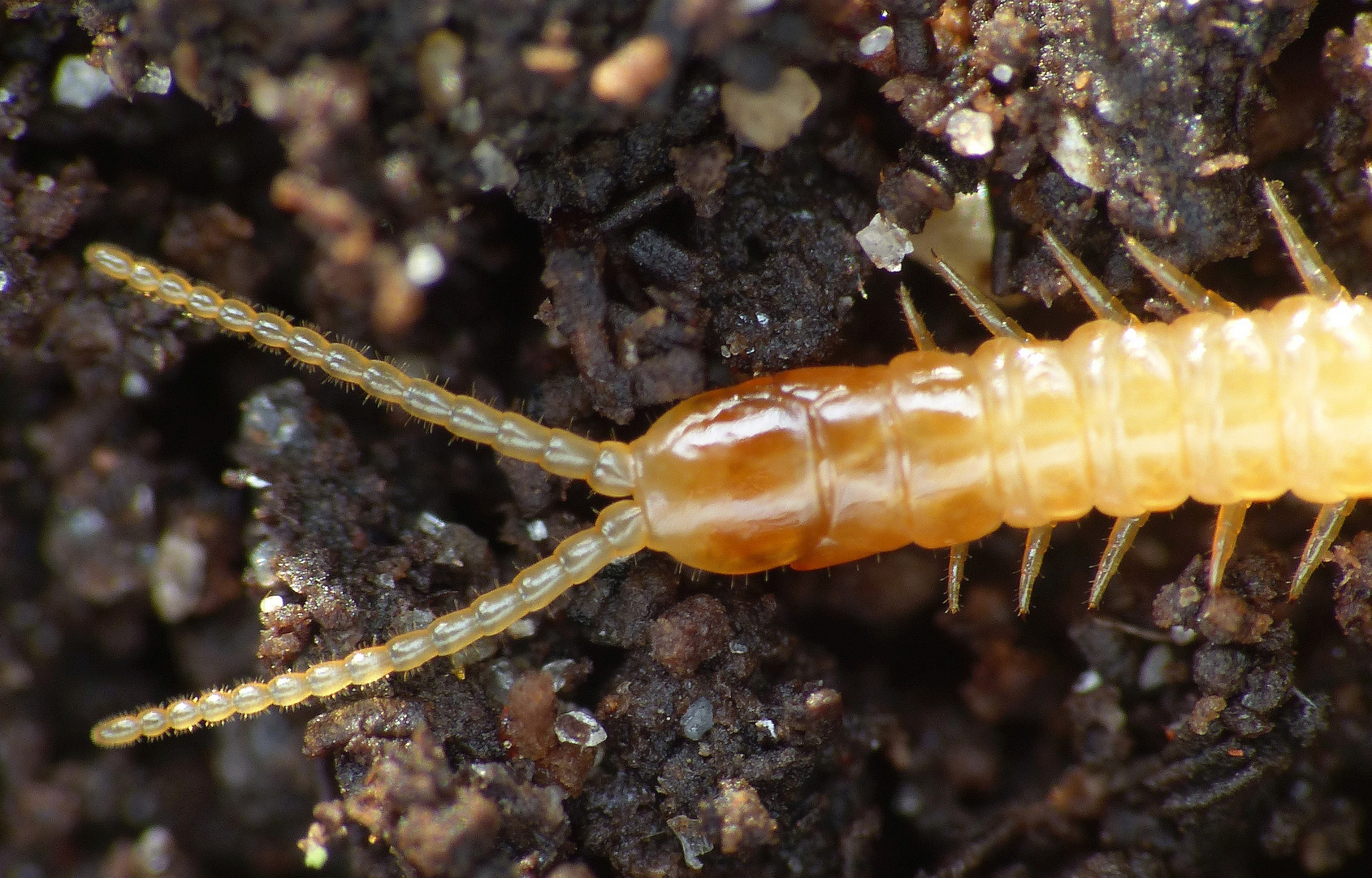 Erdläufer (Geophilus electricus) - Supermakro Foto & Bild | makro ...