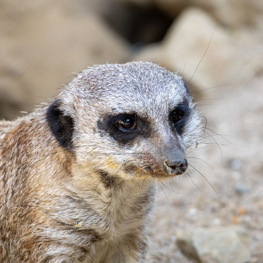 Erdmänchen Foto & Bild | tiere, zoo, wildpark & falknerei, zoo Bilder auf fotocommunity