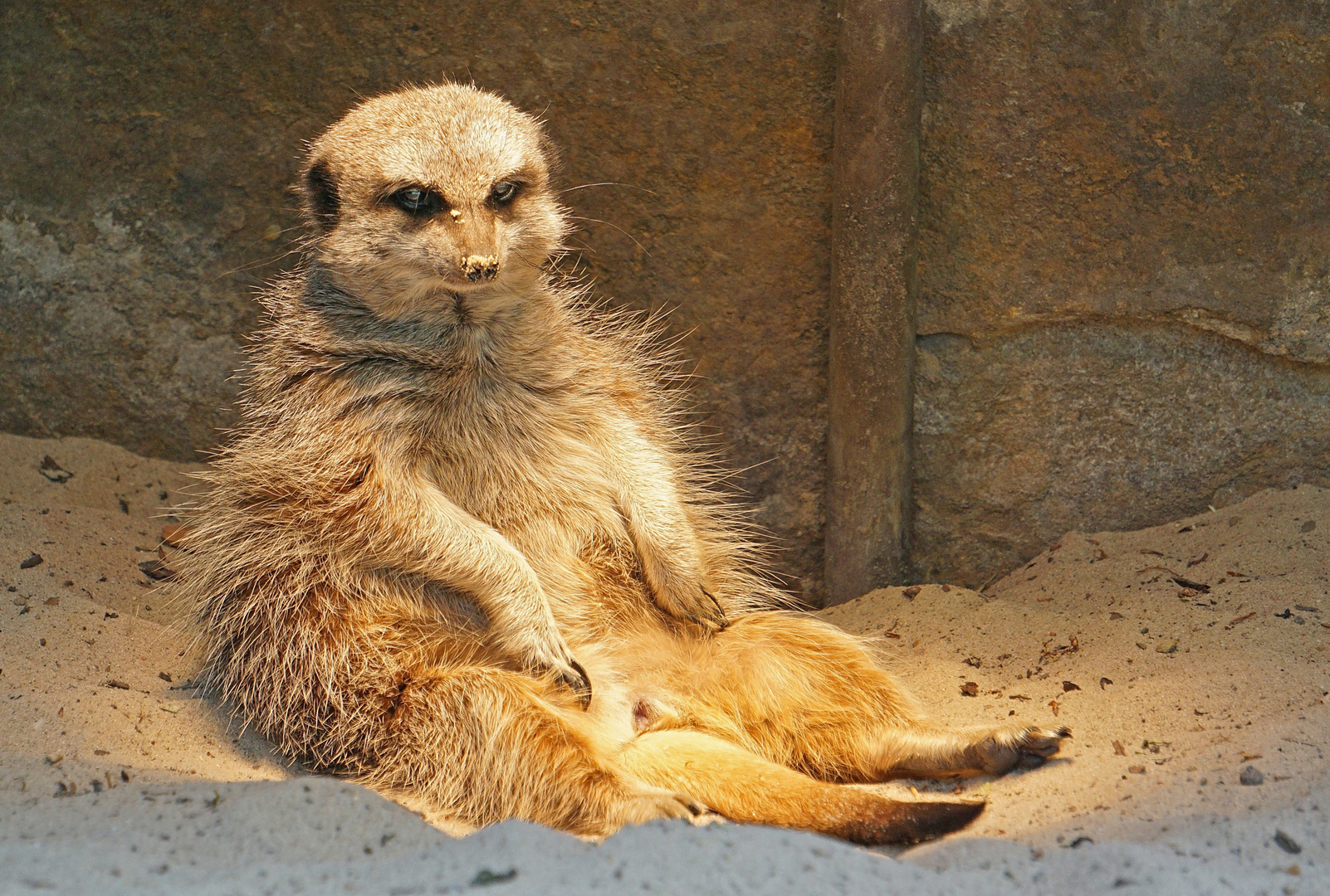 Erdmännchen... Foto & Bild | münster, zoo, tiere Bilder auf fotocommunity