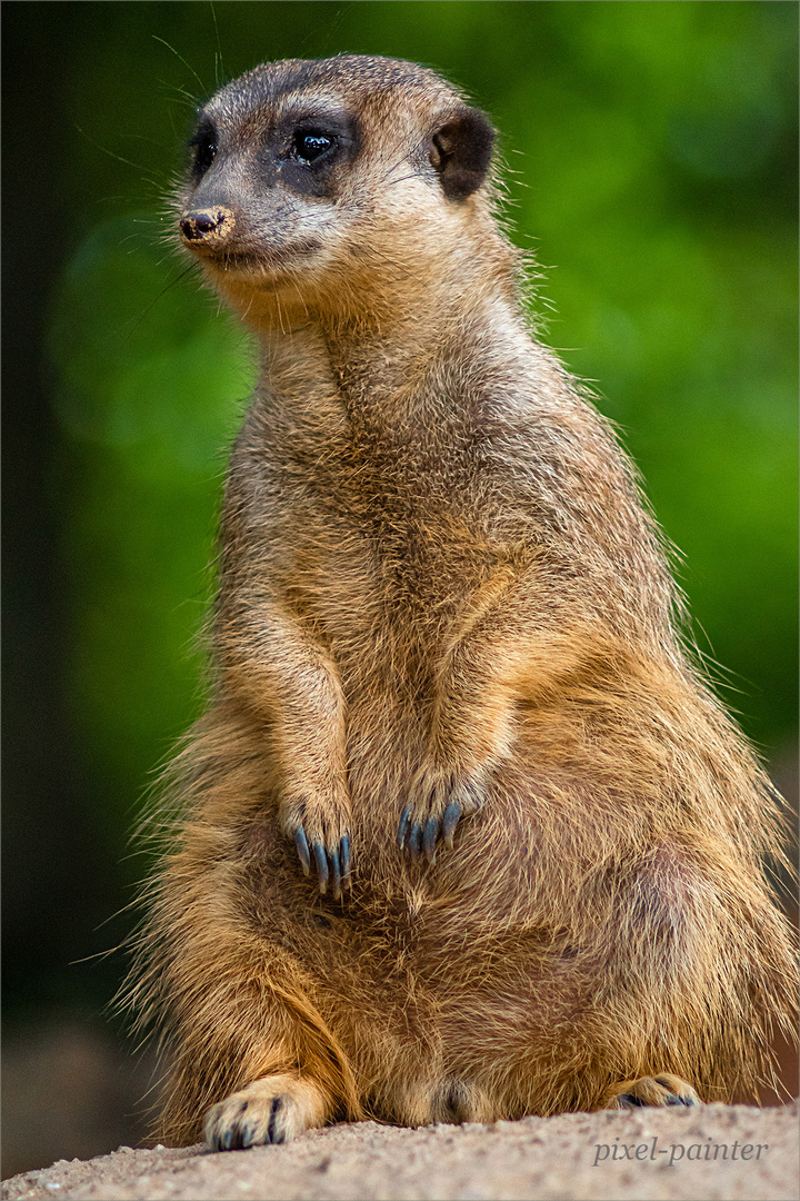 Erdmännchen Foto & Bild | tiere, zoo, wildpark & falknerei, säugetiere ...